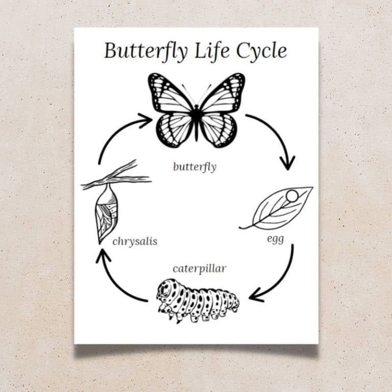32 Formative Butterfly Activities for Preschoolers
